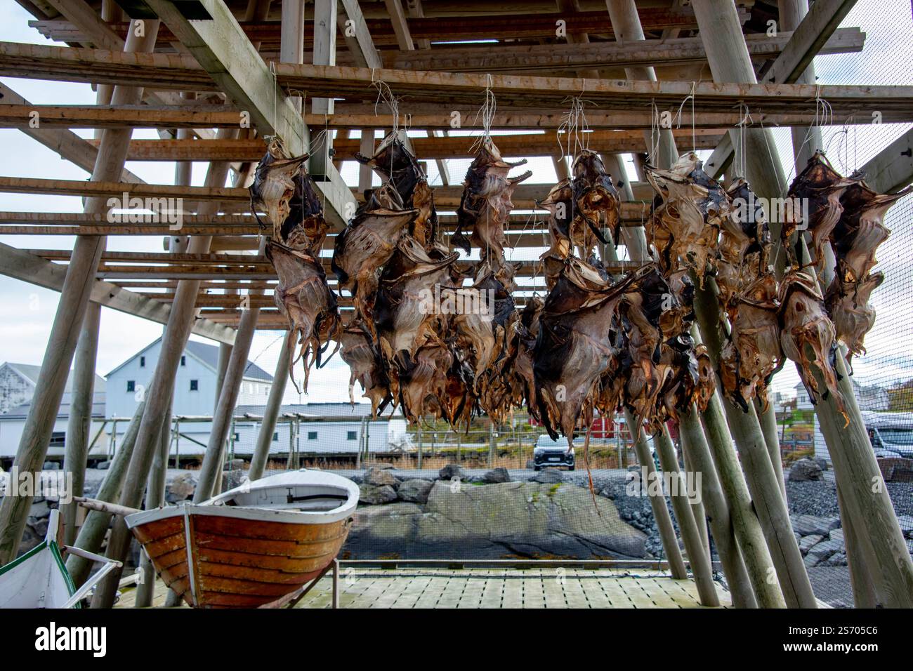 Dried Cod Heads in Lofoten - Norway Stock Photo - Alamy