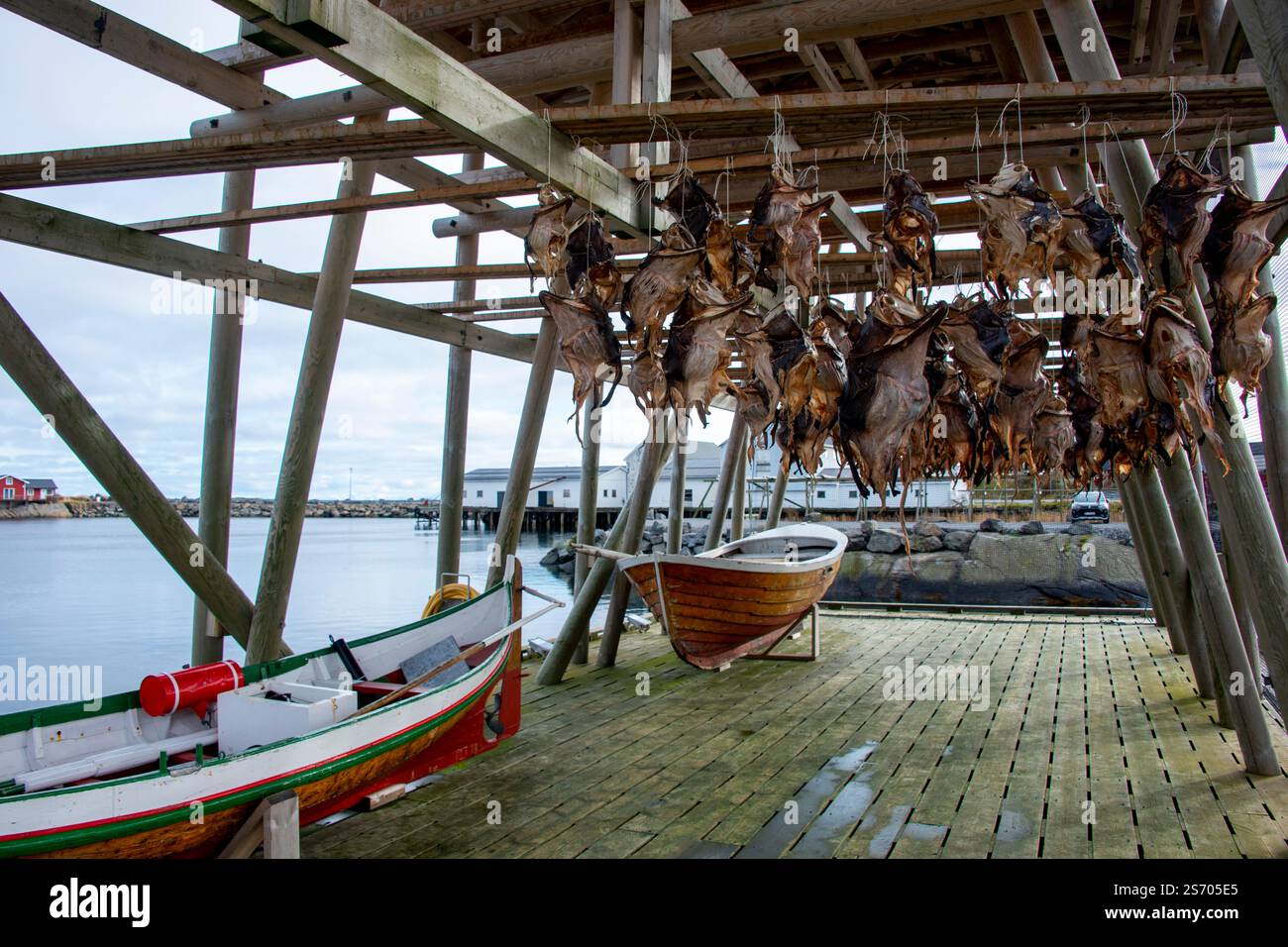 Dried Cod Heads in Lofoten - Norway Stock Photo - Alamy