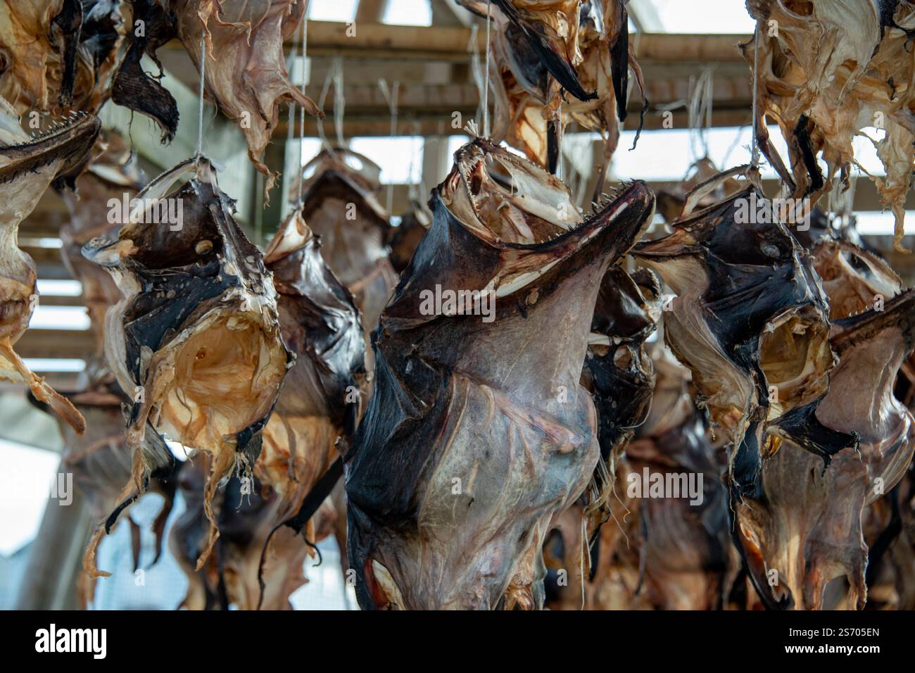 Dried Cod Heads in Lofoten - Norway Stock Photo - Alamy