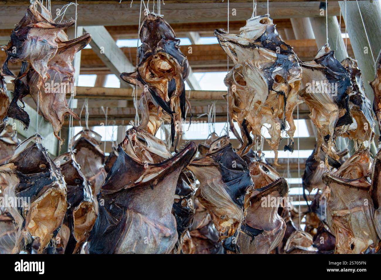 Dried Cod Heads in Lofoten - Norway Stock Photo - Alamy