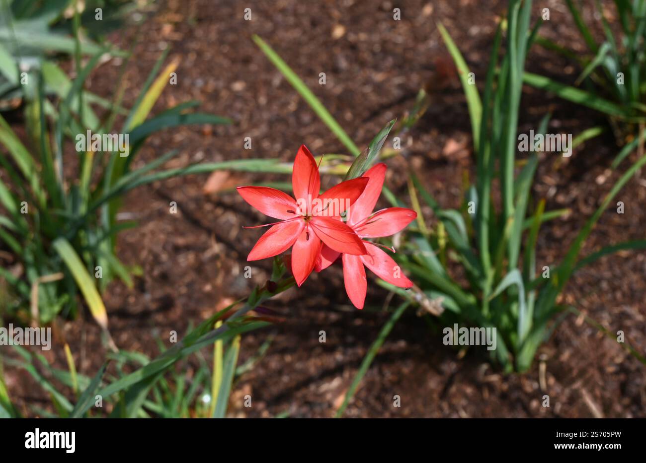 Flag lily hi-res stock photography and images - Alamy