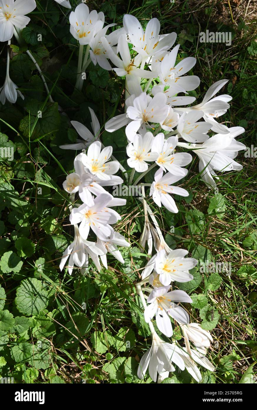 Colchicum byzantinum 'innocence' hi-res stock photography and images ...