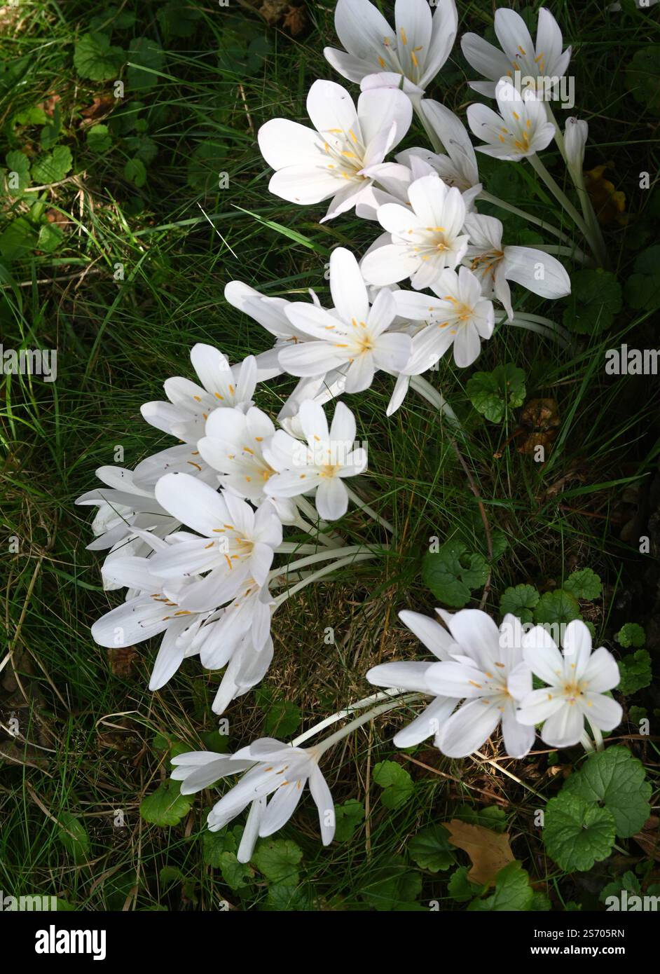 Colchicum byzantinum 'innocence' hi-res stock photography and images ...