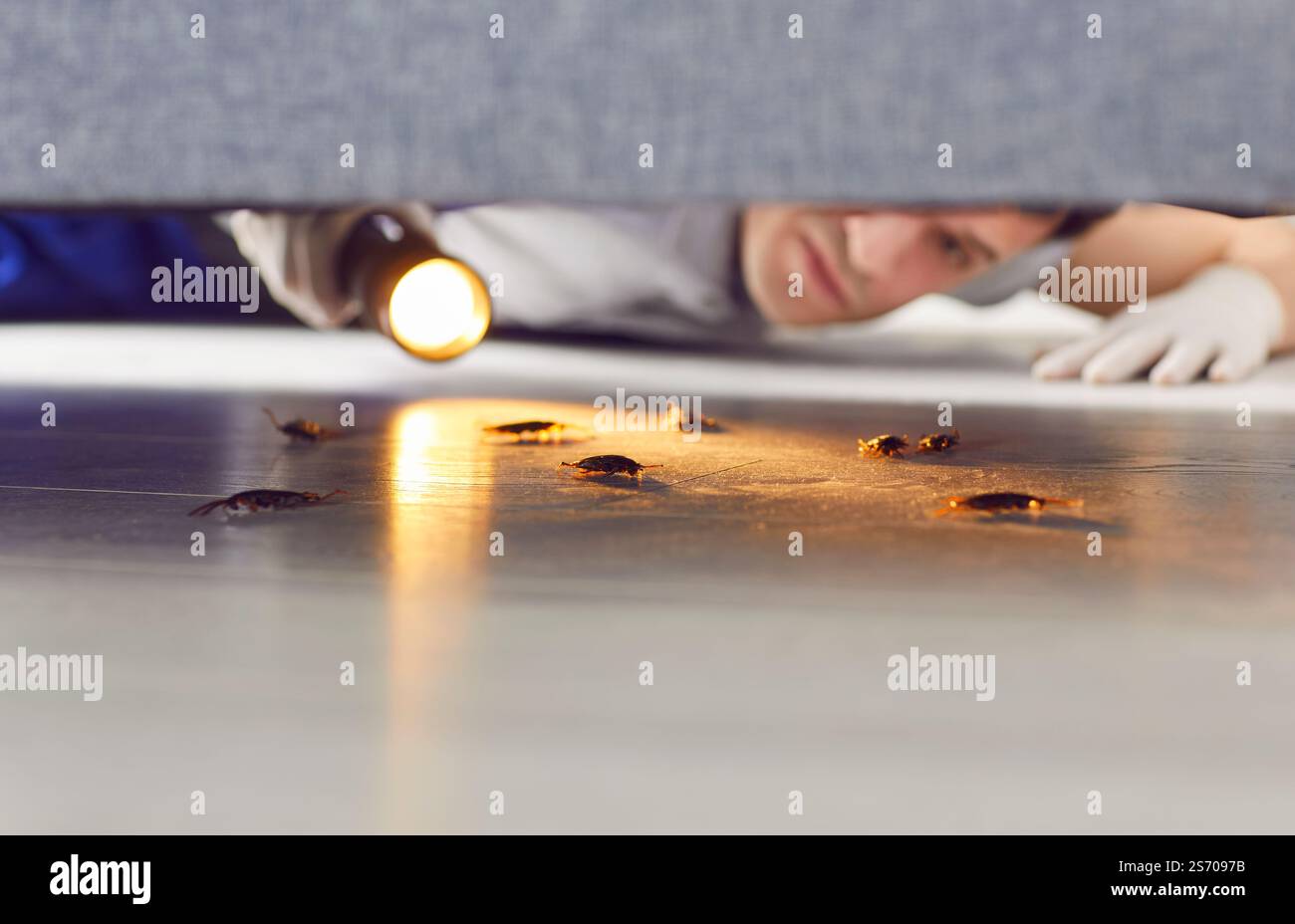 Pest Control Worker Checking Home For Cockroaches Using Flashlight ...