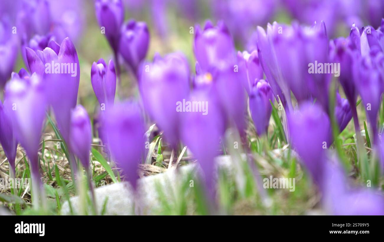 Purple crocus field blue hi-res stock photography and images - Alamy