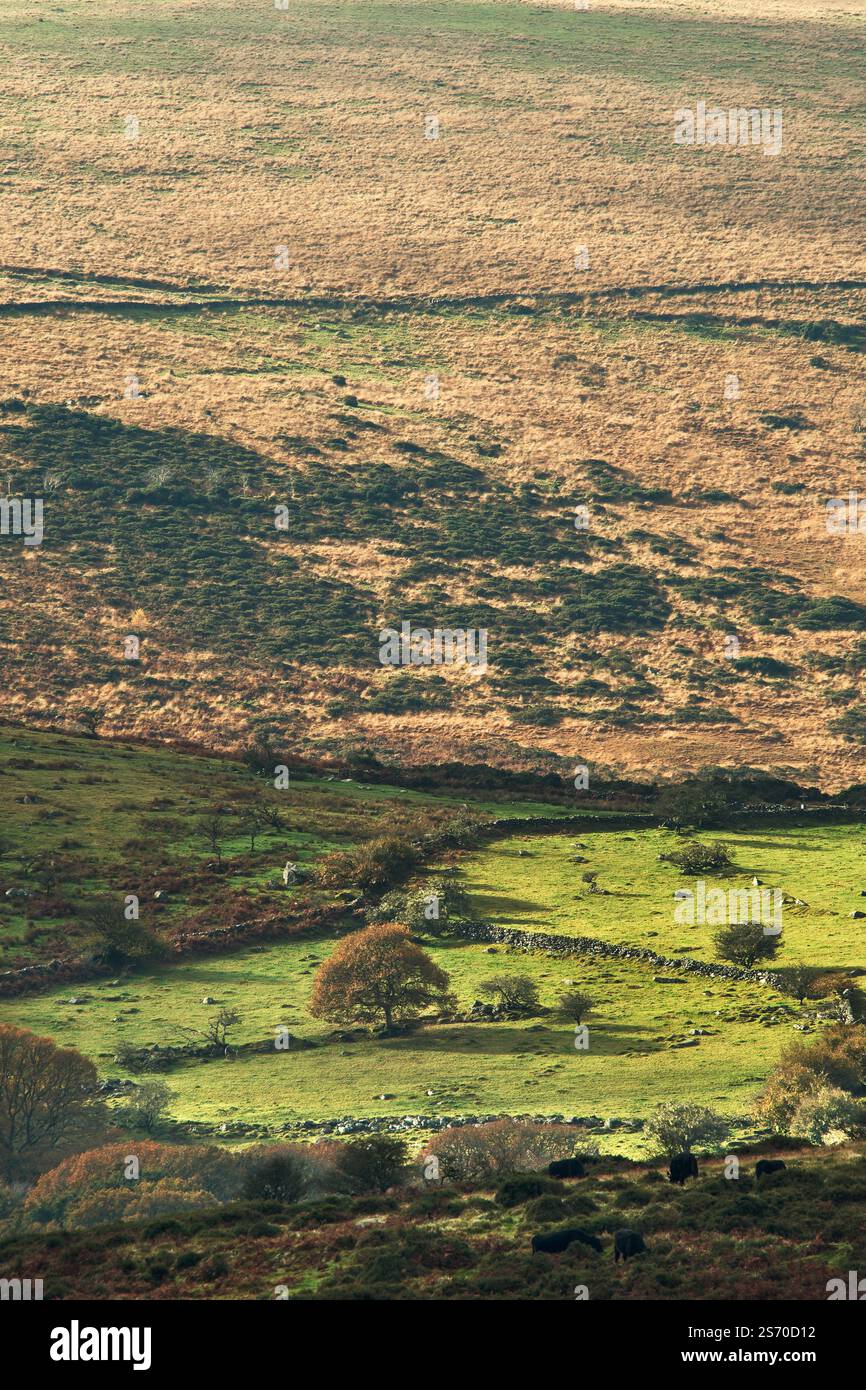 Remnant field system of Dartmoor farmland set amongst wider moorland in ...