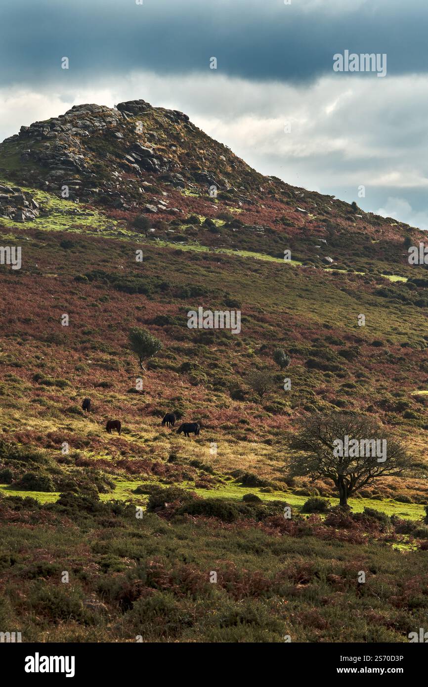 Sharp's Tor, with ponies grazing in foreground, Dartmoor National Park ...