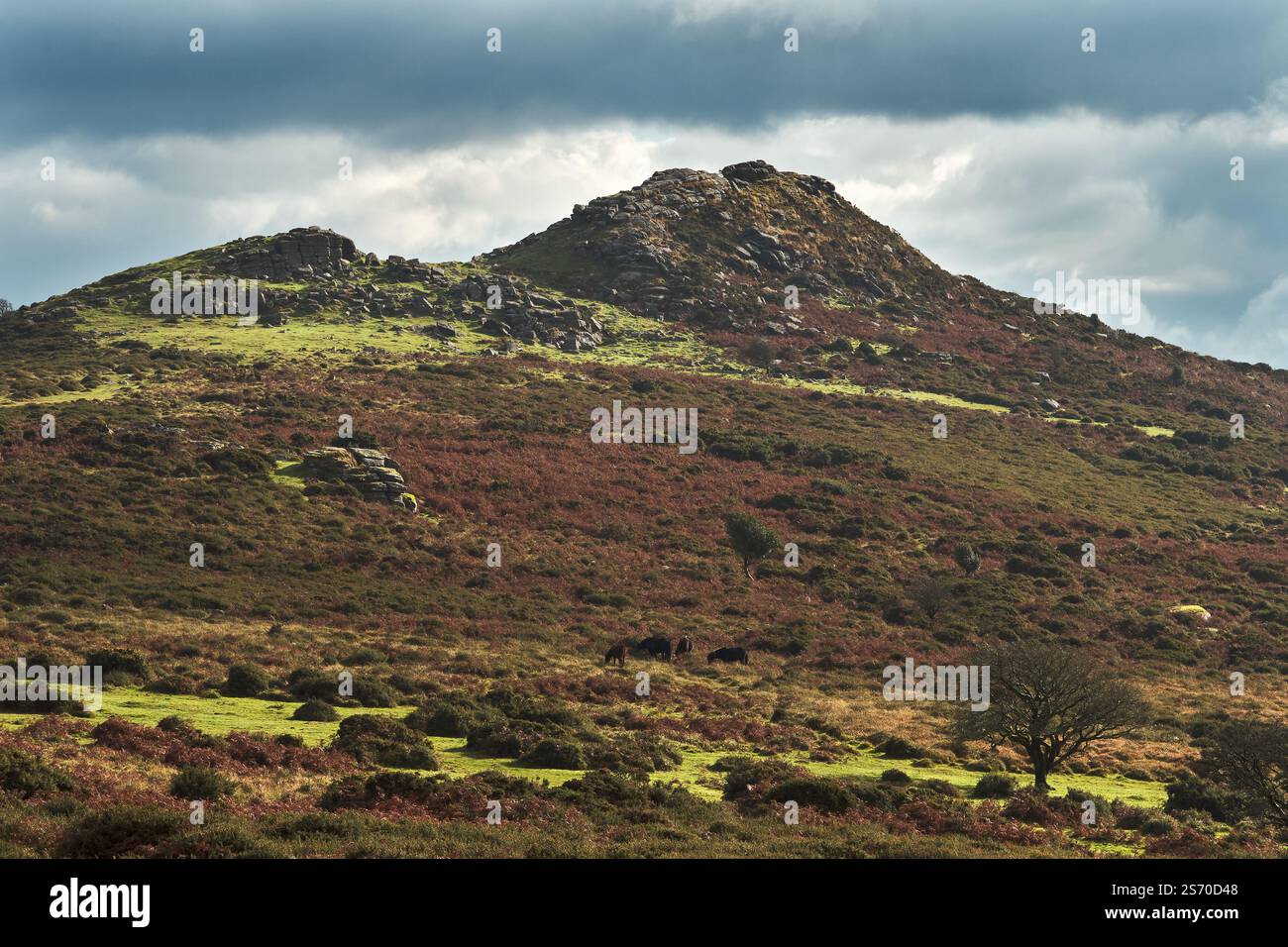 Sharp's Tor, with ponies grazing in foreground, Dartmoor National Park ...