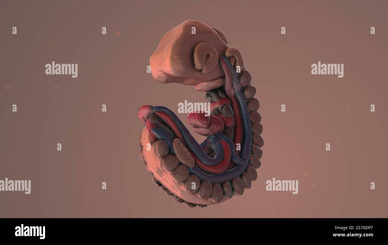 Anatomical Structure of the Equine Embryo Stock Photo - Alamy