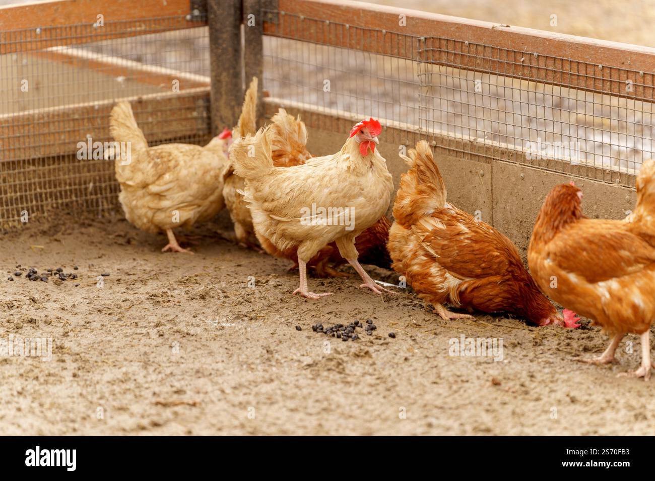 Group of chickens standing in a row, each clucking and pecking at the ...