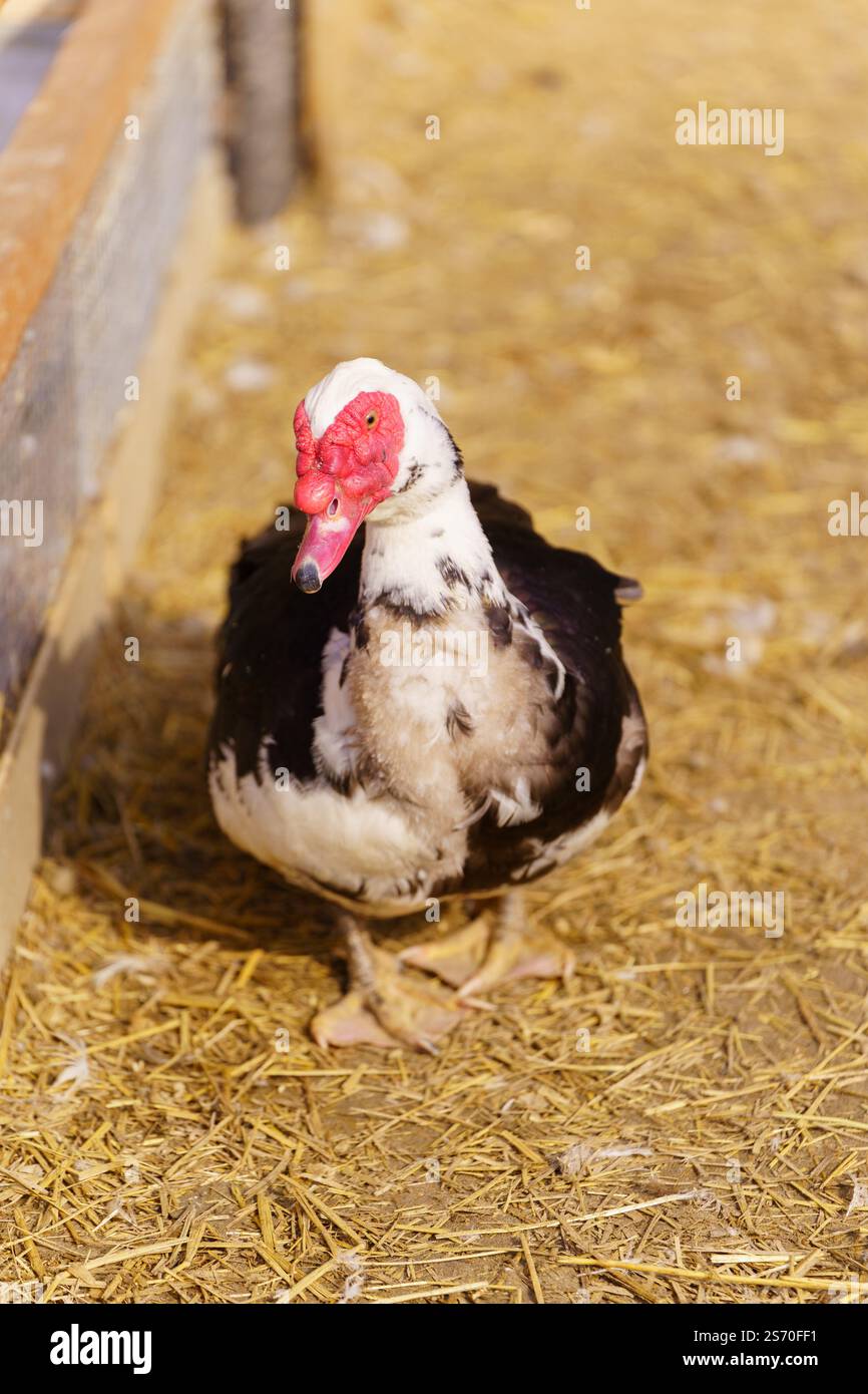 Muscovy duck is captured up close, displaying its unique plumage and ...