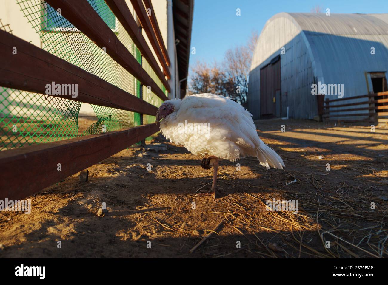 Turkey wanders curiously through the snowy farmyard as winter settles ...