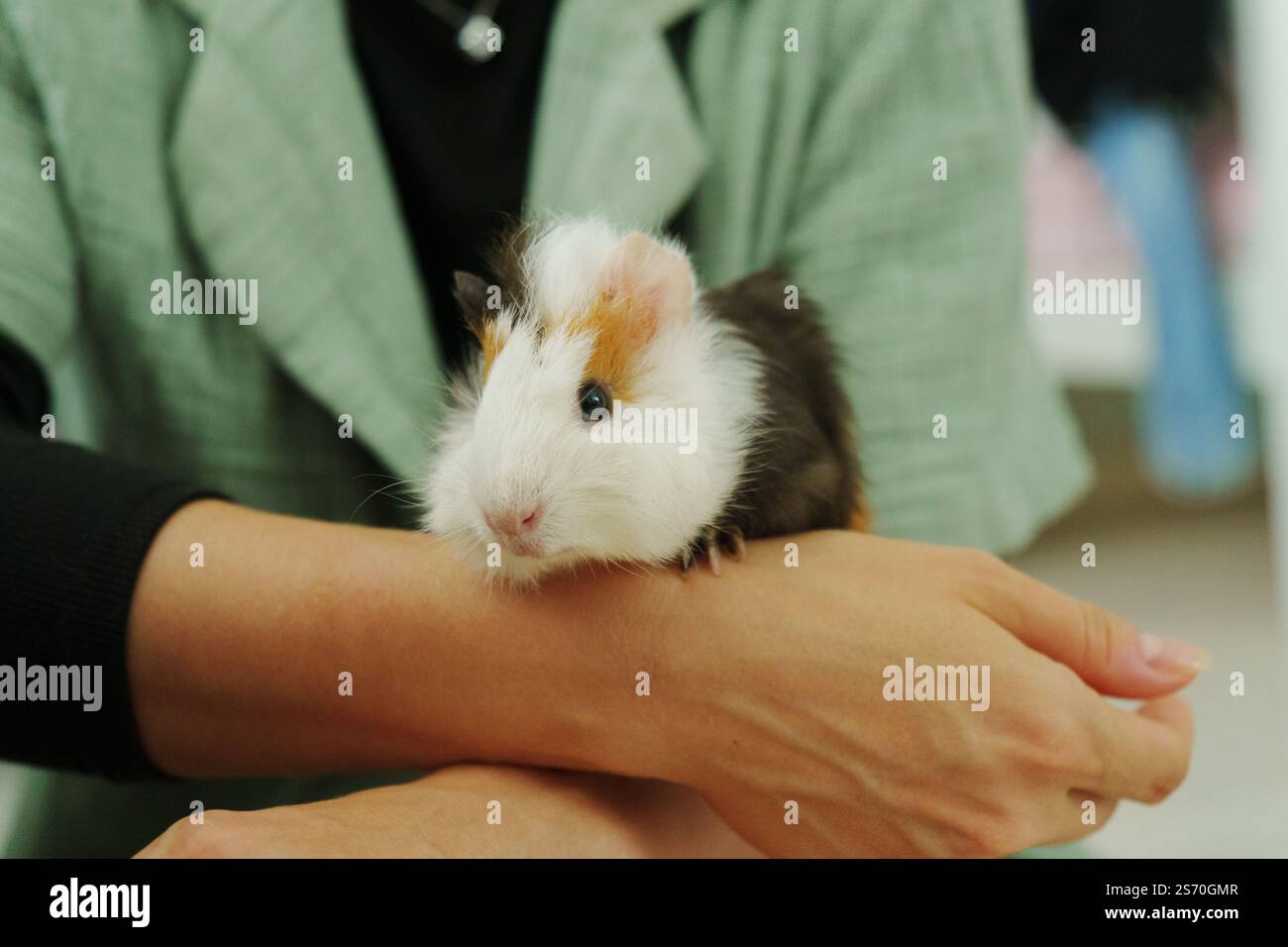 Friendly guinea pig enjoys a lazy afternoon in a warm home environment ...
