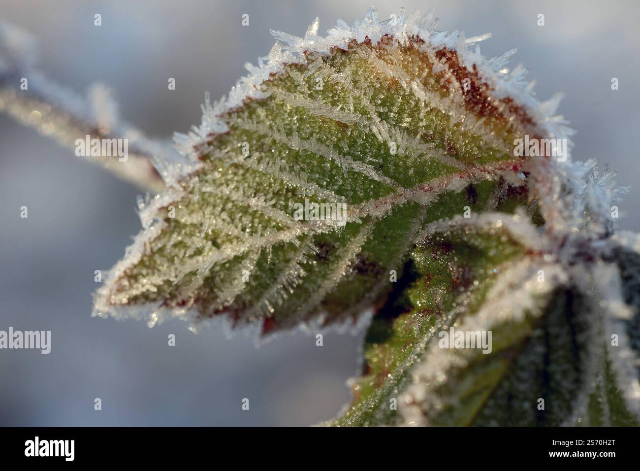 Nach einer eisigen Nacht liegt am Morgen Frost ueber über der ...