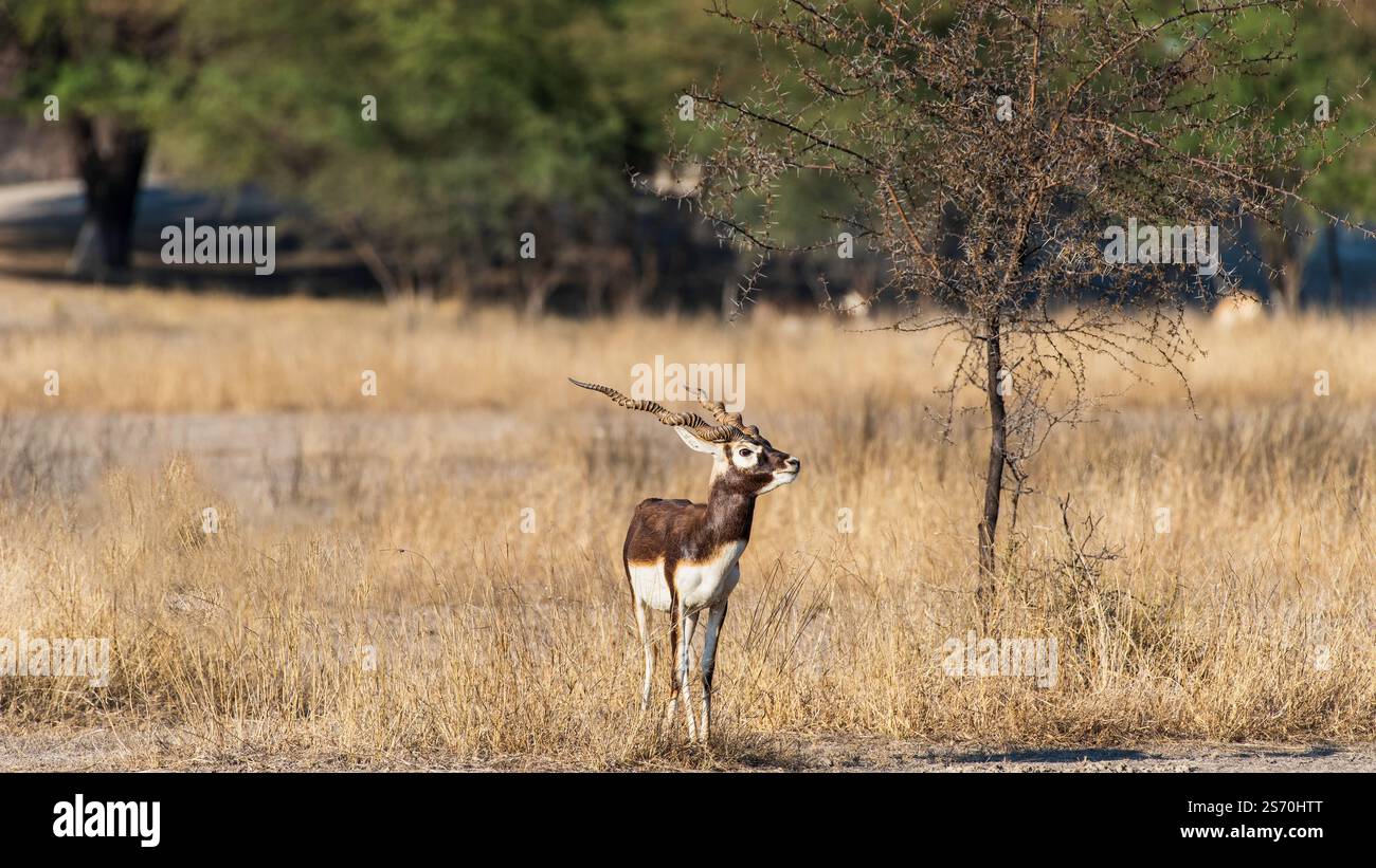 Tal Chappar Wildlife Sanctuary in Rajasthan is a haven for blackbucks ...