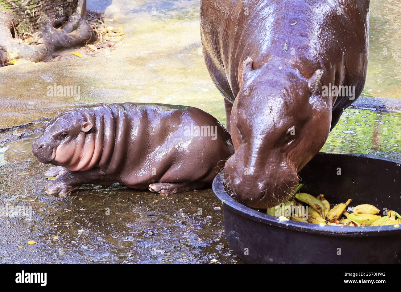Adorable 3 Months Old Chubby Baby Pygmy Hippo Waiting for Mother During ...