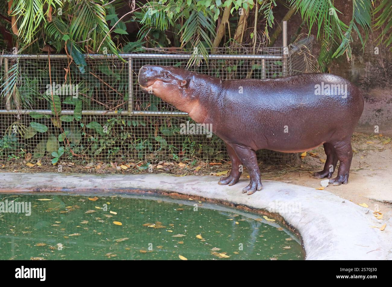 About Four Years Old Adult Female Pygmy Hippopotamus Grazing in her ...