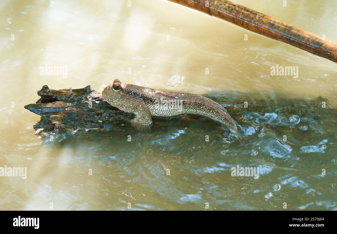 Mudskipper Relaxing on Mangrove Tree Branch, Central Region of Thailand ...