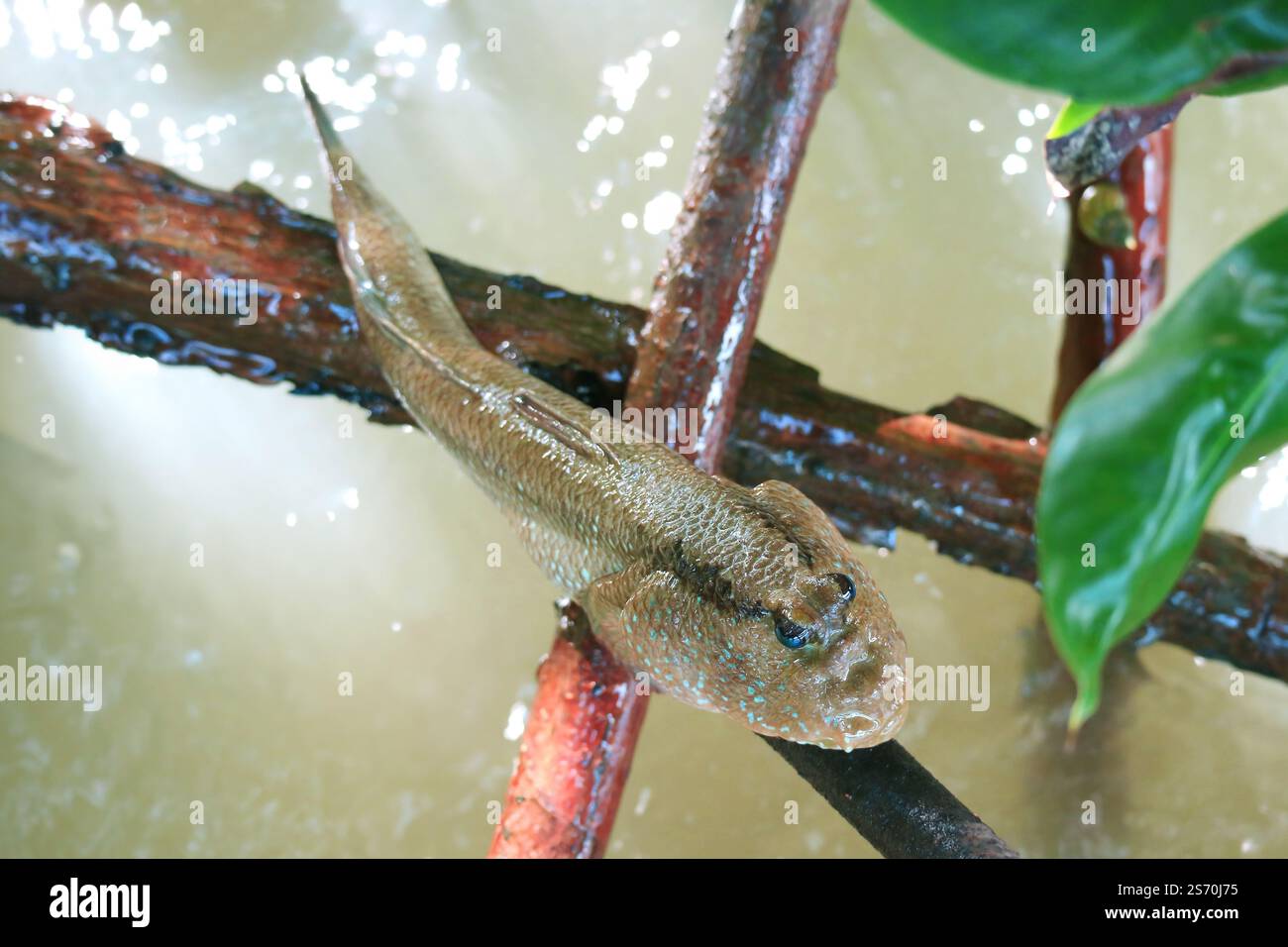 Mudskipper climbing a tree hi-res stock photography and images - Alamy