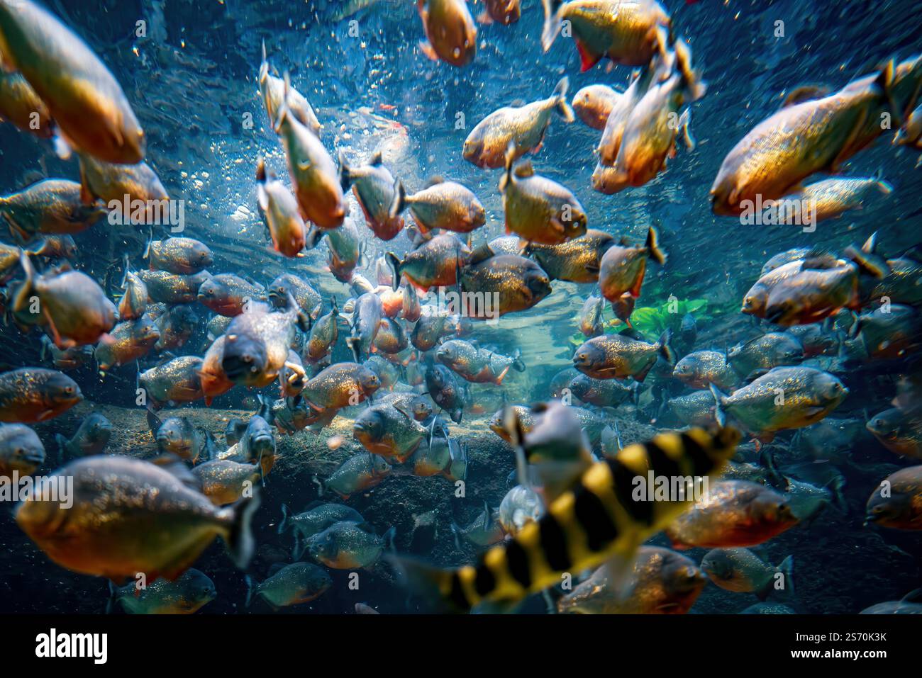 Red bellied piranha fish (Pygocentrus Nattereri) swimming in river ...