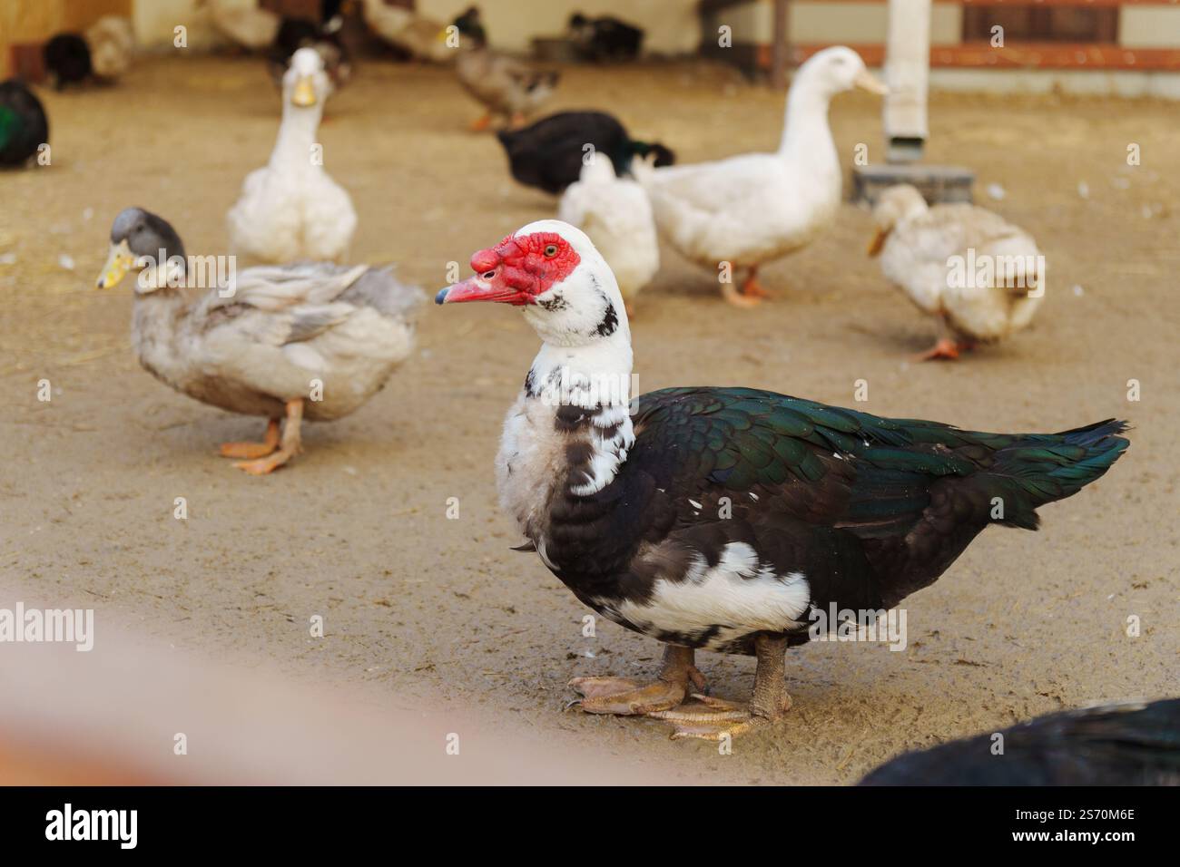 Muscovy duck with a striking red beak, showcasing its unique and ...