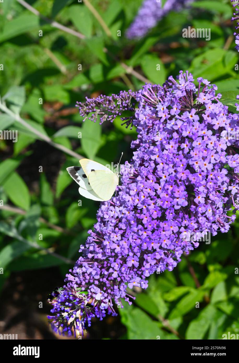 butterfly on buddleja flower Stock Photo - Alamy