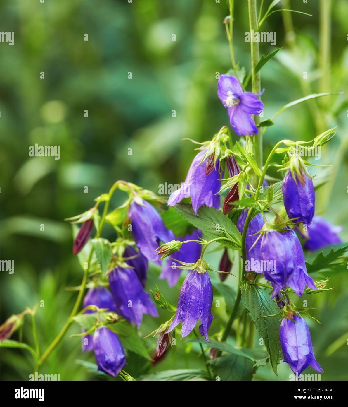 Outdoor, bell and flowers with growth for nature, landscape, and ...
