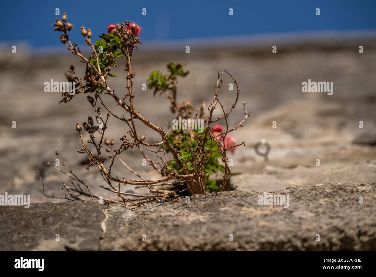 Small green seed pods visible hi-res stock photography and images - Alamy
