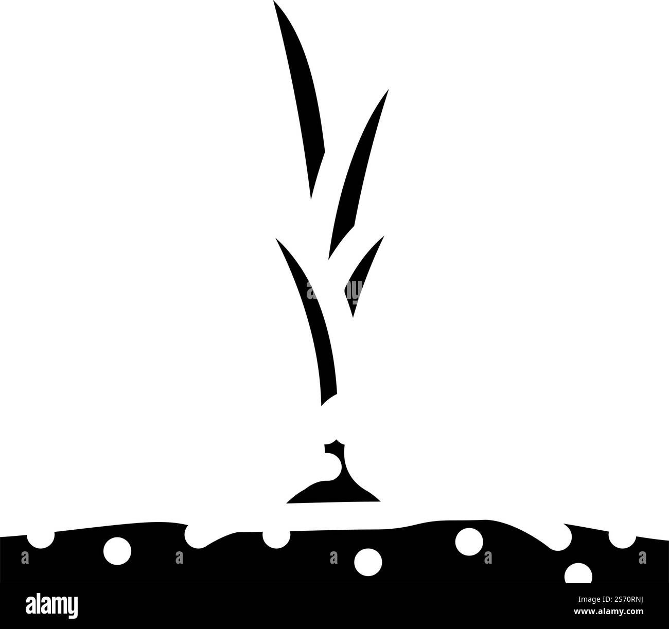 Onions vegetable garden Black and White Stock Photos & Images - Alamy