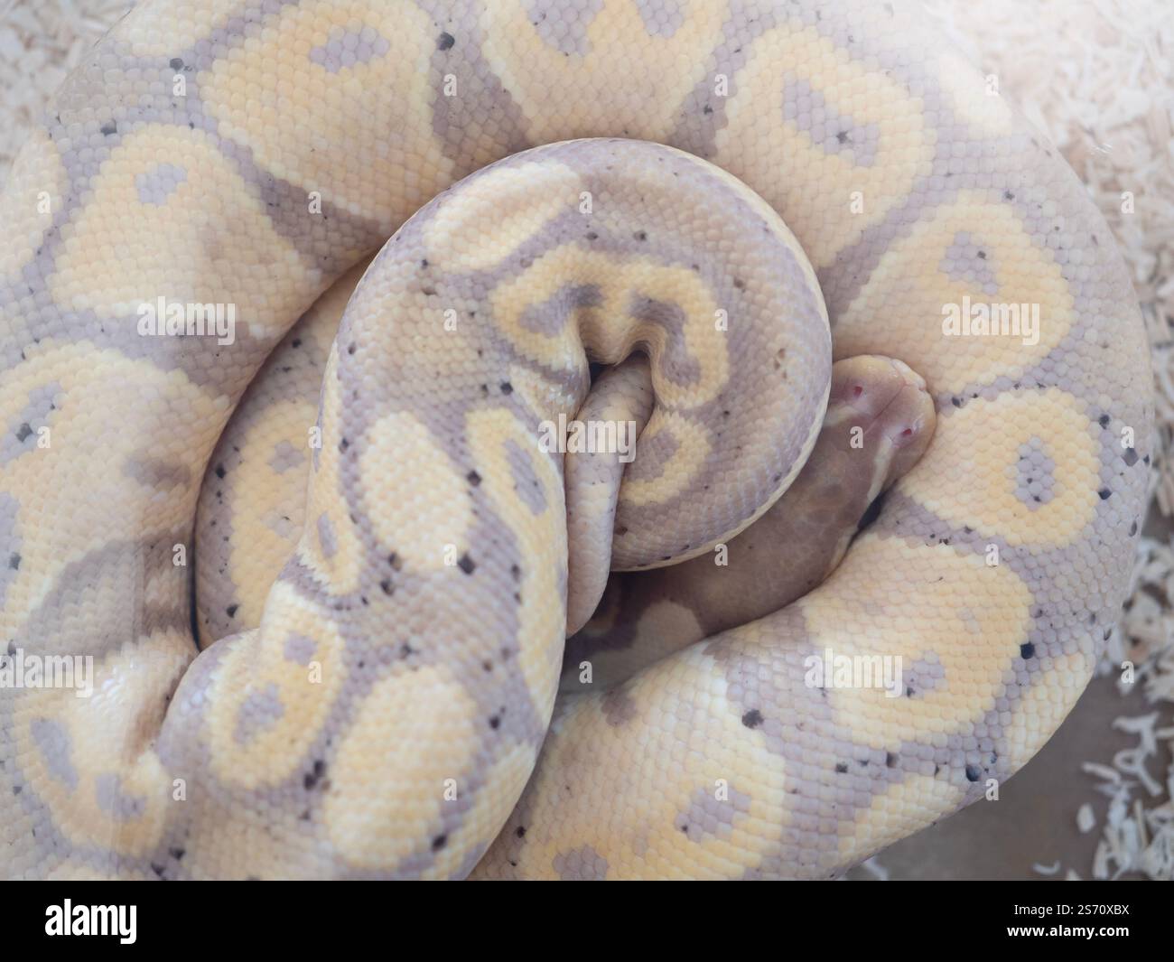 Snake are popular pet in Thailand in the acrylic cabinet waiting to be ...