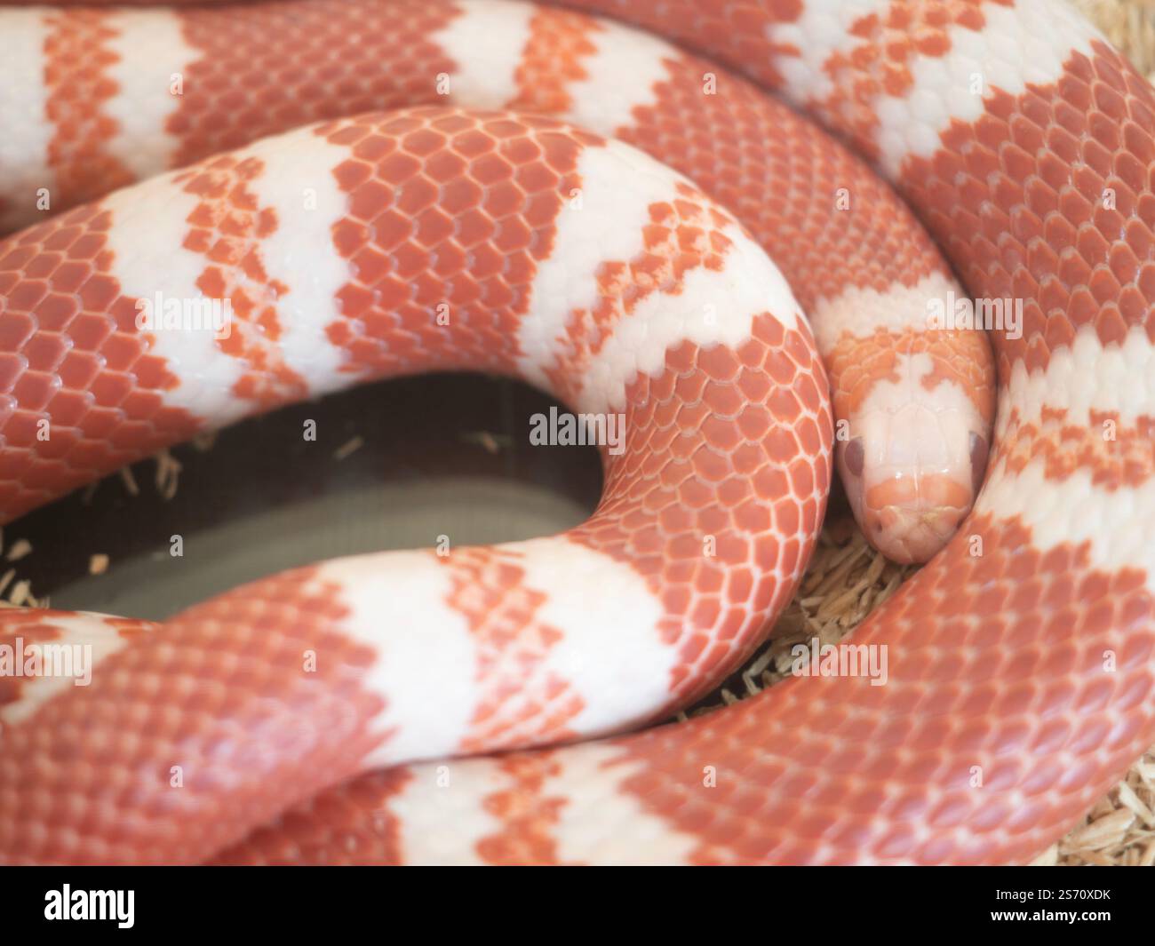 Snake are popular pet in Thailand in the acrylic cabinet waiting to be ...