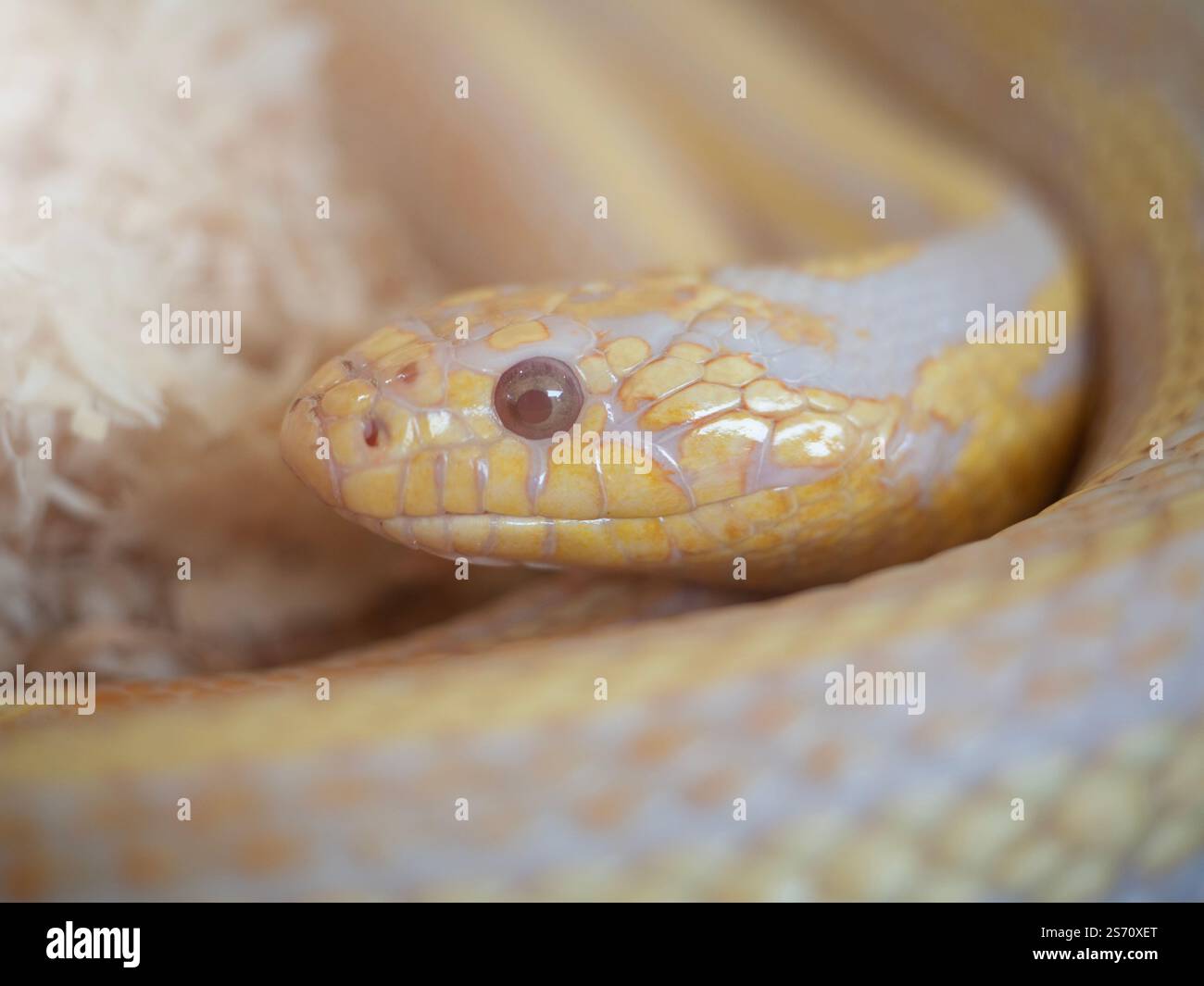 Snake are popular pet in Thailand in the acrylic cabinet waiting to be ...