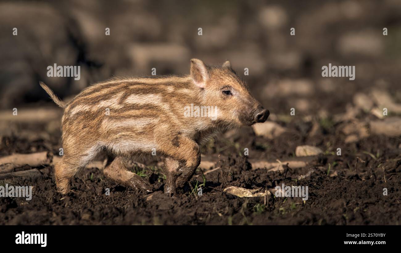 Side-view of a little boarlet (Sus Scrofa) running through mud, 16:9 ...