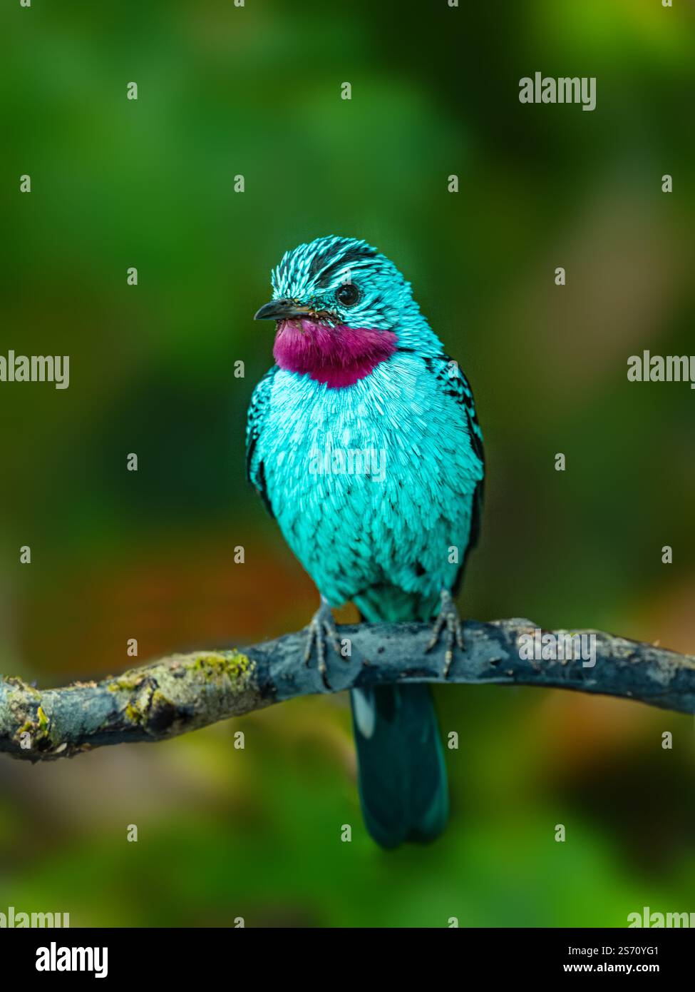 Turquoise cotinga hi-res stock photography and images - Alamy