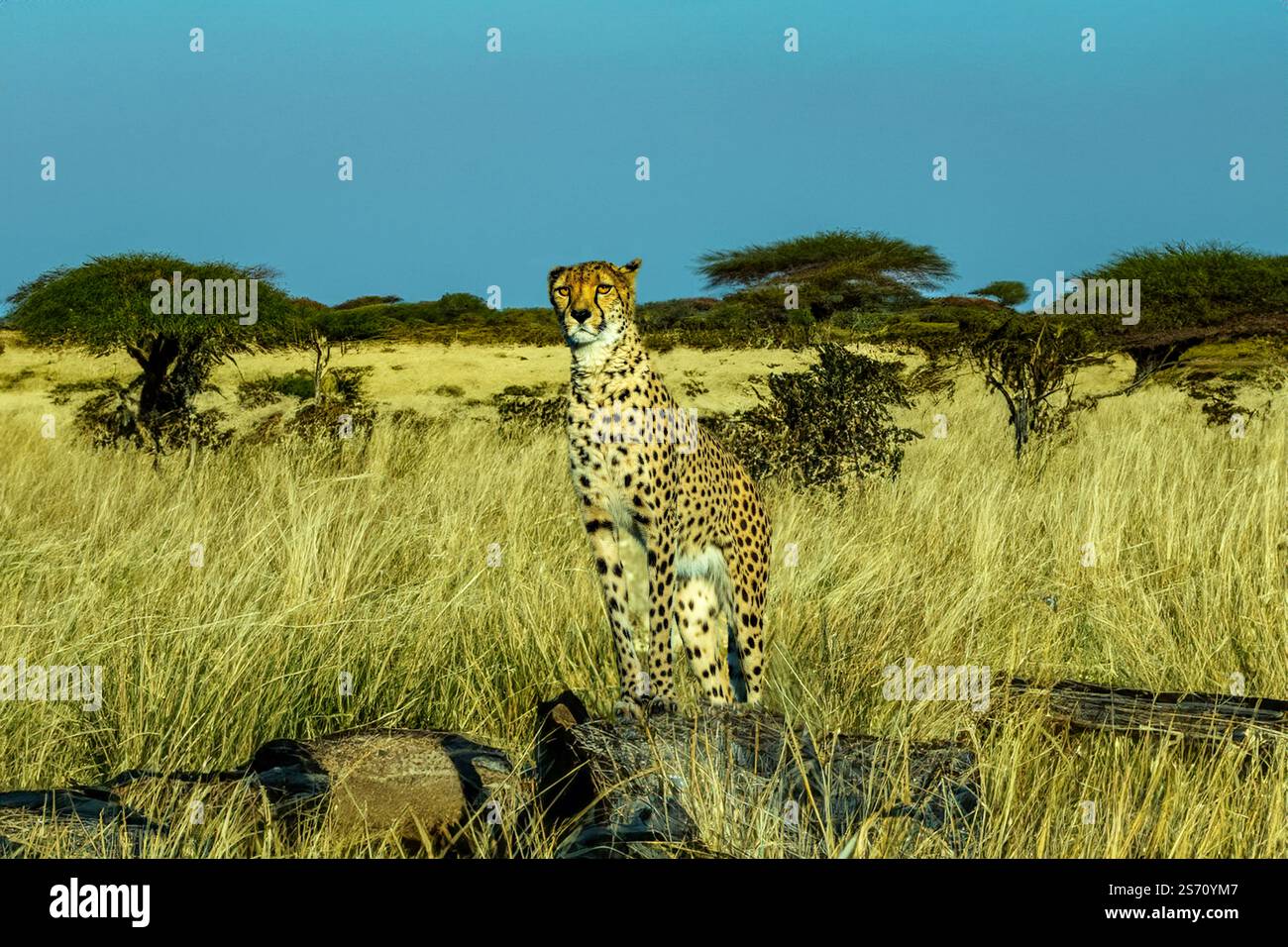 The cheetah (Acinonyx jubatus) is a large cat and the fastest land ...