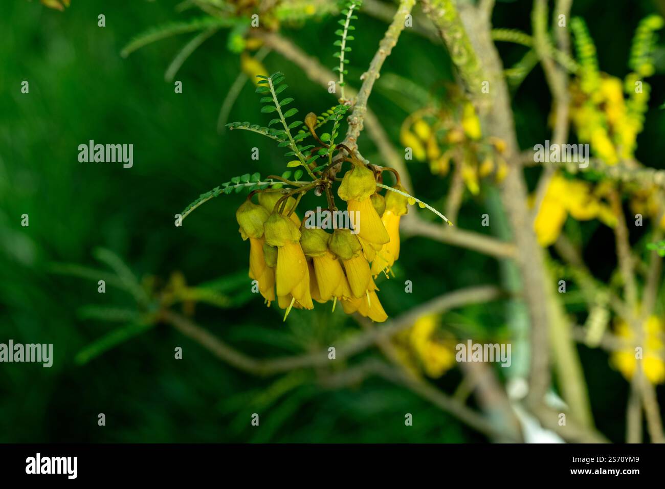 Cook Strait Kowhai, Sophora molloyi, Panicles of dense yellow flowers ...