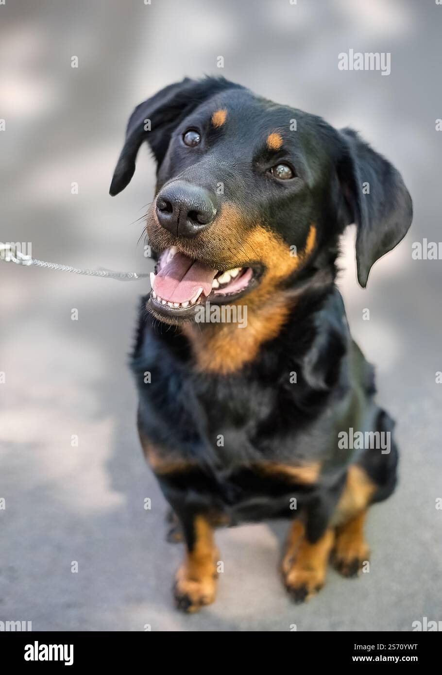 French Shepherd sits on the background of the pavement and looks into ...