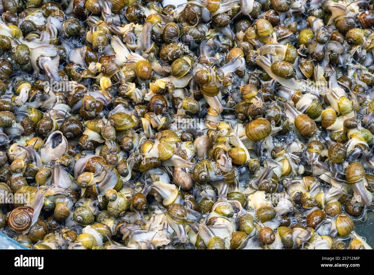 Snails sea food hi-res stock photography and images - Alamy