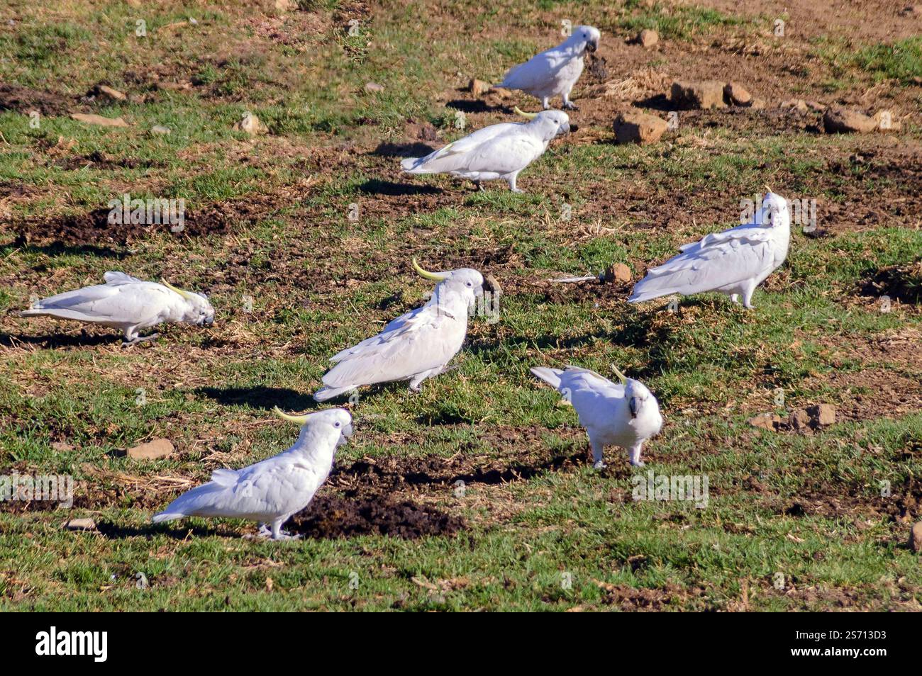 Sulphur-crested cockatoos (Cacatua galerita galerita) feeding in the ...