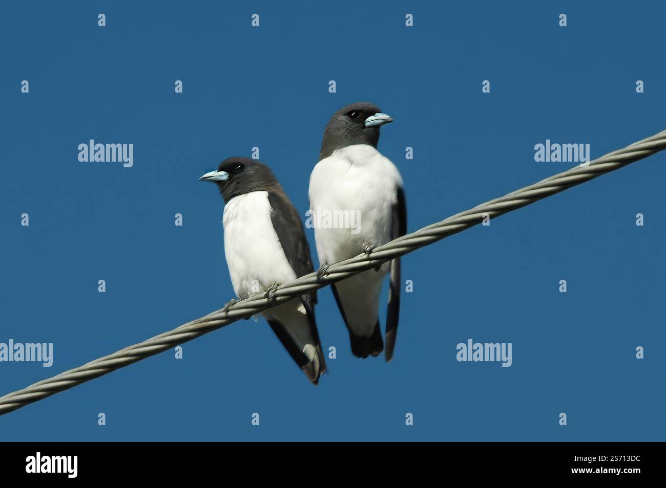 White-breasted Woodswallow (Artamus leucorynchus) from Cairns ...