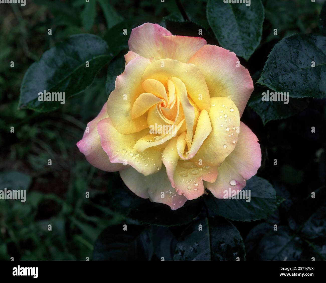 The peace rose 'Peace' Stock Photo - Alamy