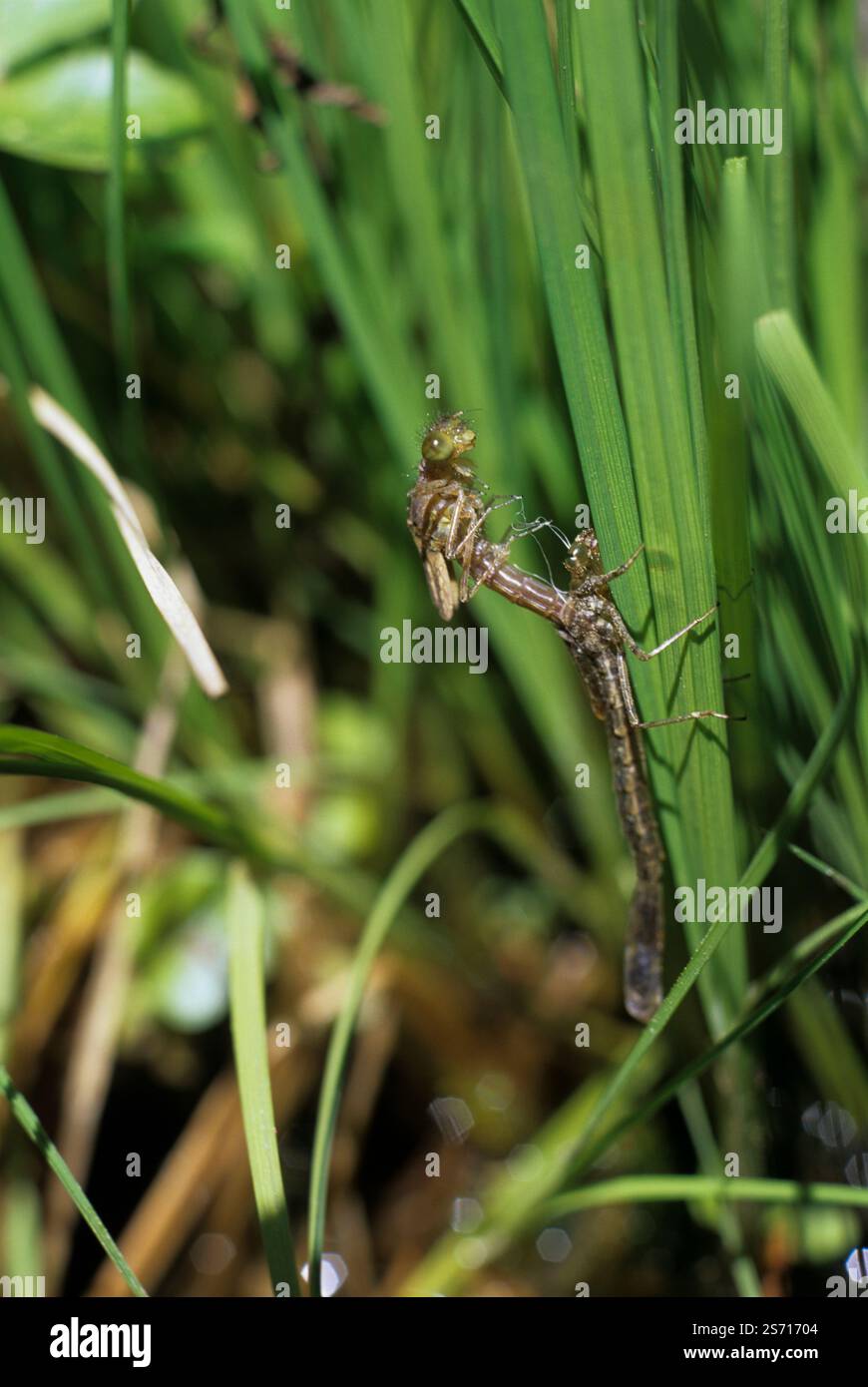 Girl dragonflies hi-res stock photography and images - Alamy