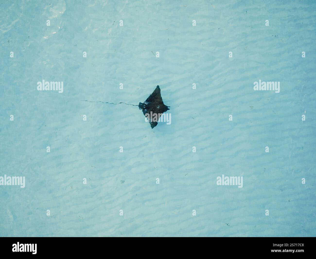 Sting ray or Manta ray swims in ocean on Maldives, above top down view ...
