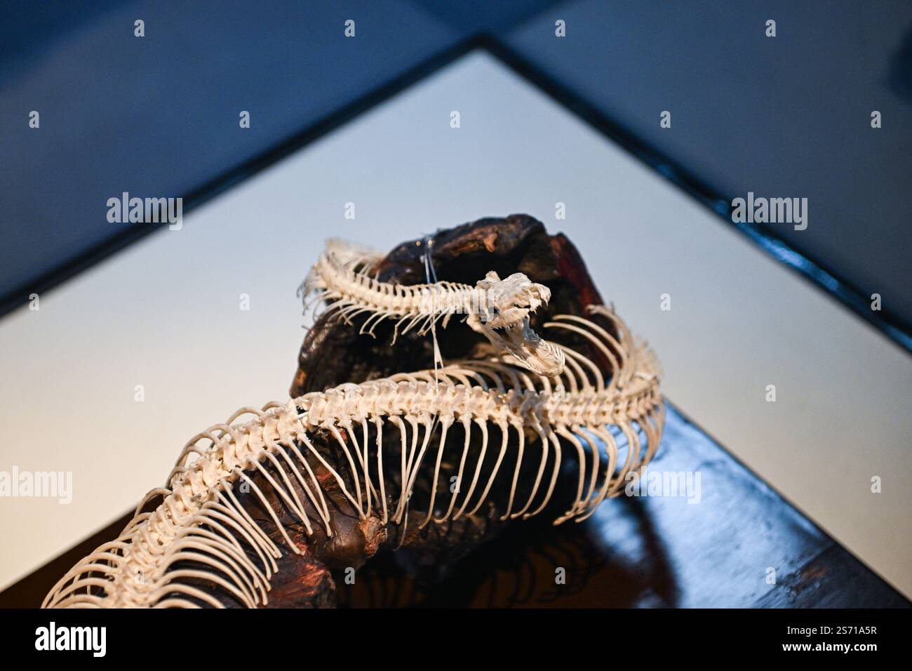 (250118) -- BEIJING, Jan. 18, 2025 (Xinhua) -- This photo taken on Jan ...