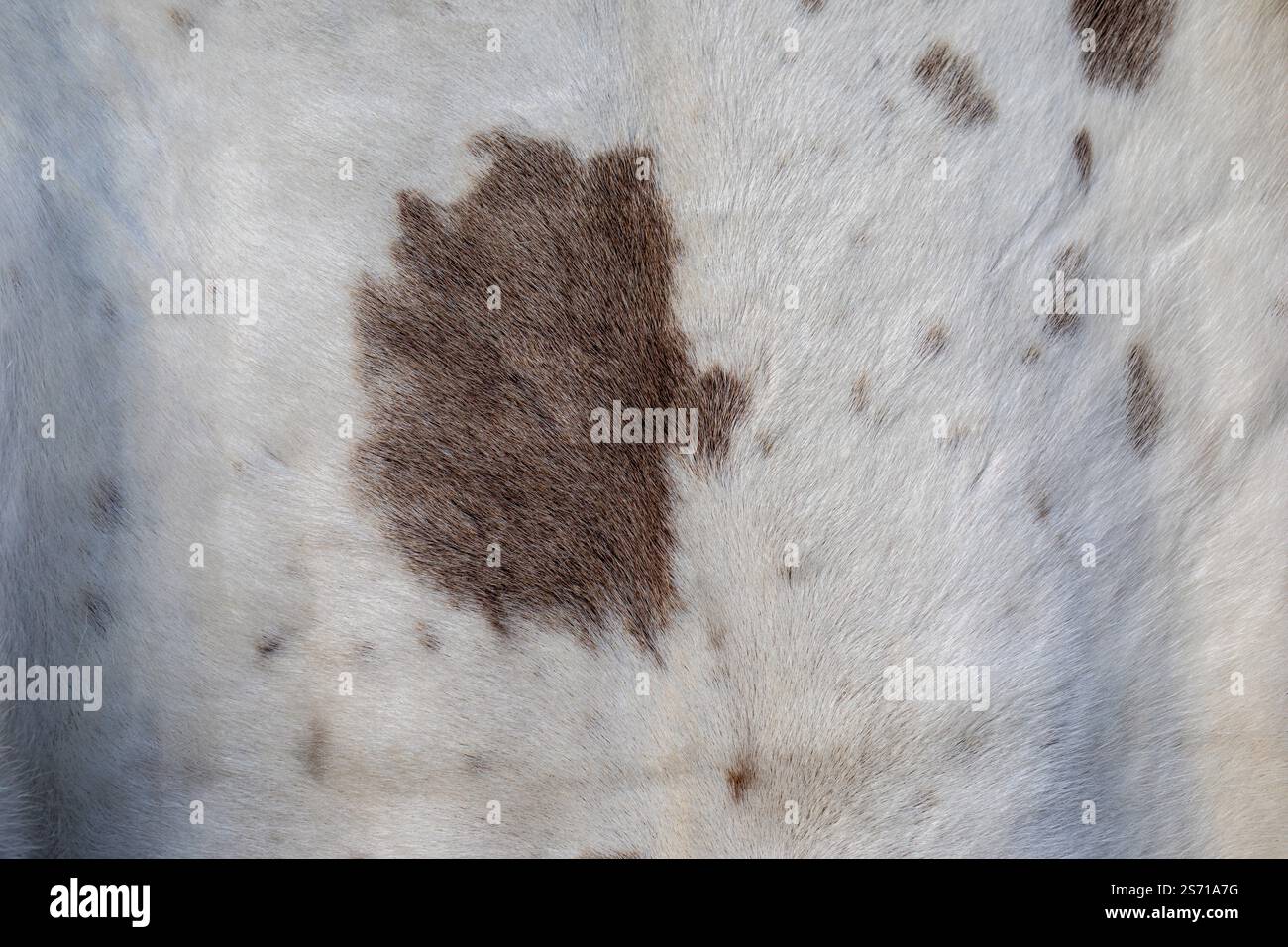Spotted Reindeer fur background texture.Animal skin.High quality photo ...