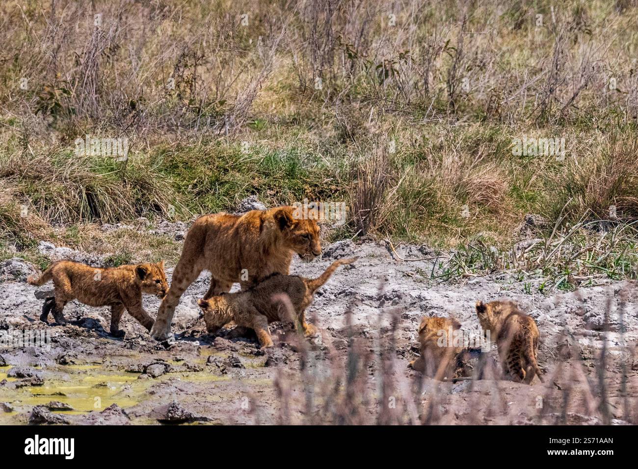 Telephoto group small lion hi-res stock photography and images - Alamy