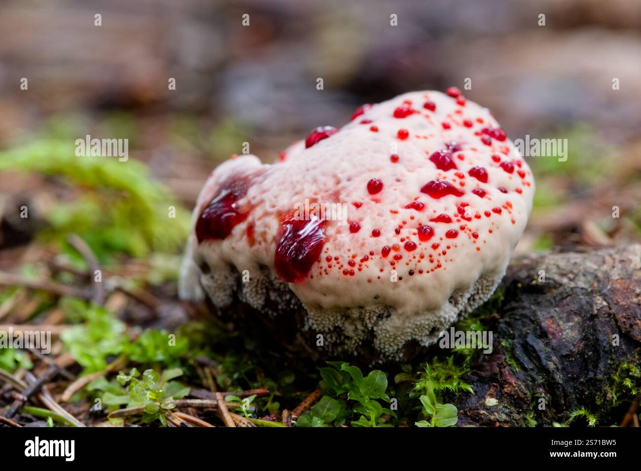 Bleeding tooth fungus (Hydnellum peckii Stock Photo - Alamy
