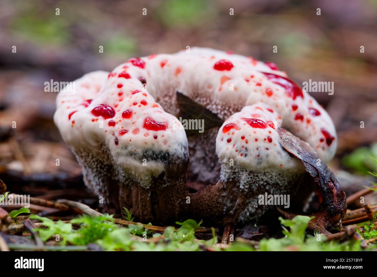 Bleeding tooth fungus (Hydnellum peckii Stock Photo - Alamy