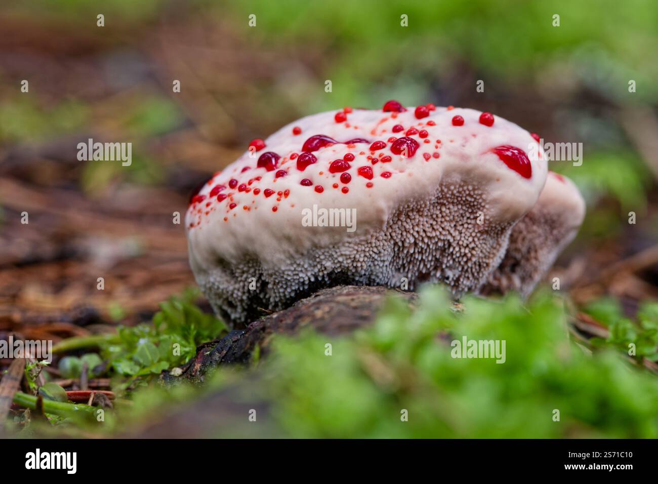Bleeding tooth fungus (Hydnellum peckii Stock Photo - Alamy