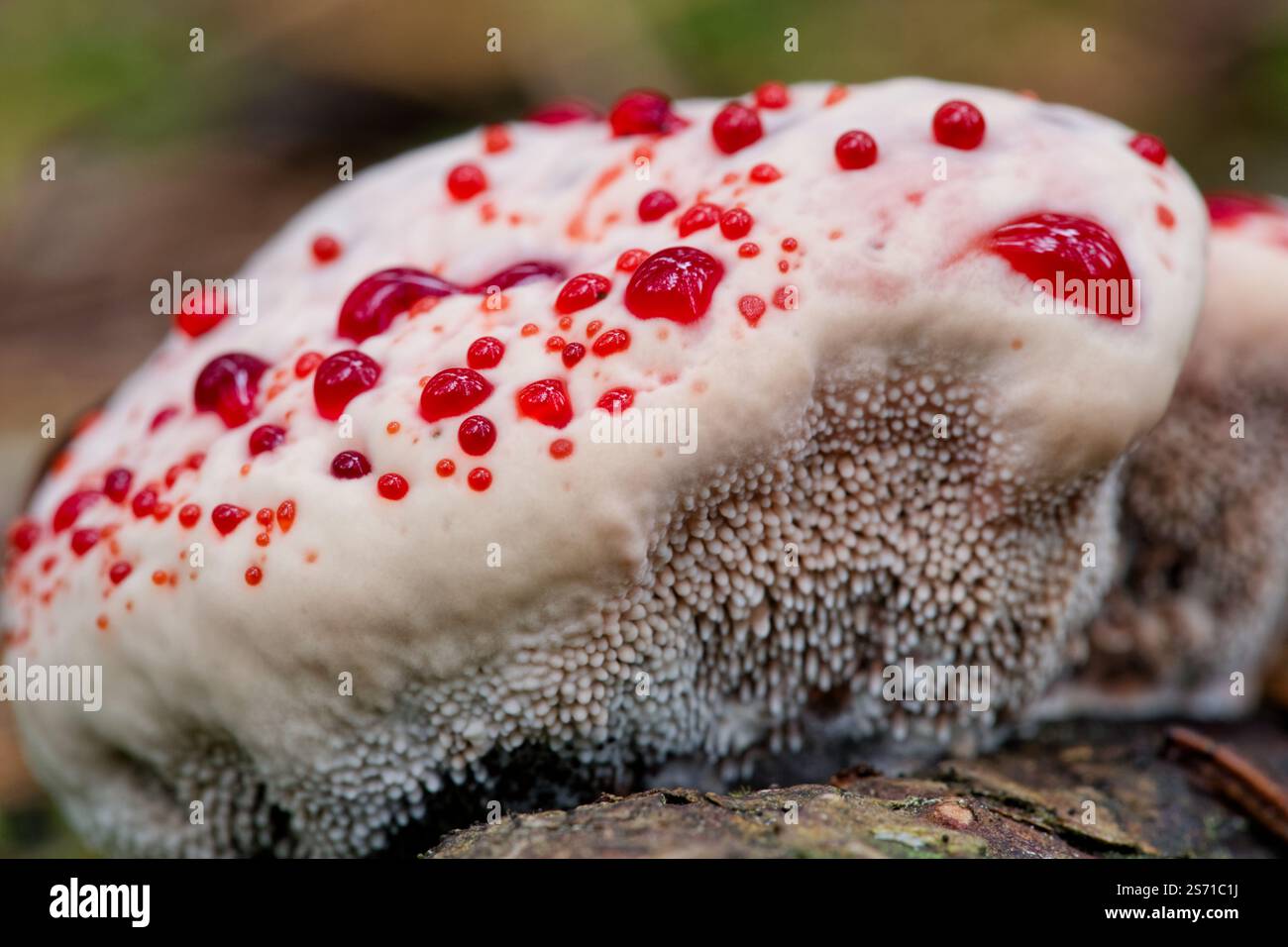 Bleeding tooth fungus (Hydnellum peckii Stock Photo - Alamy
